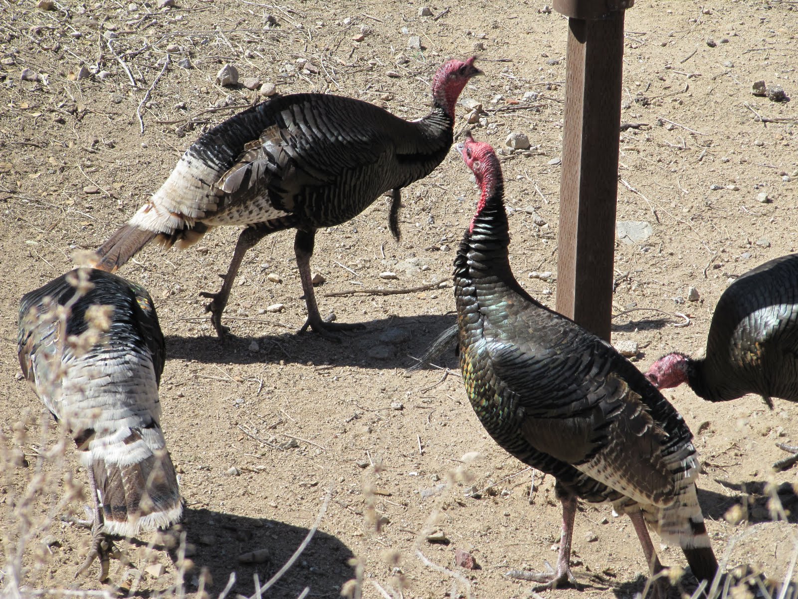 Az. Buddy: Wild Turkeys of the Santa Rita Mountains