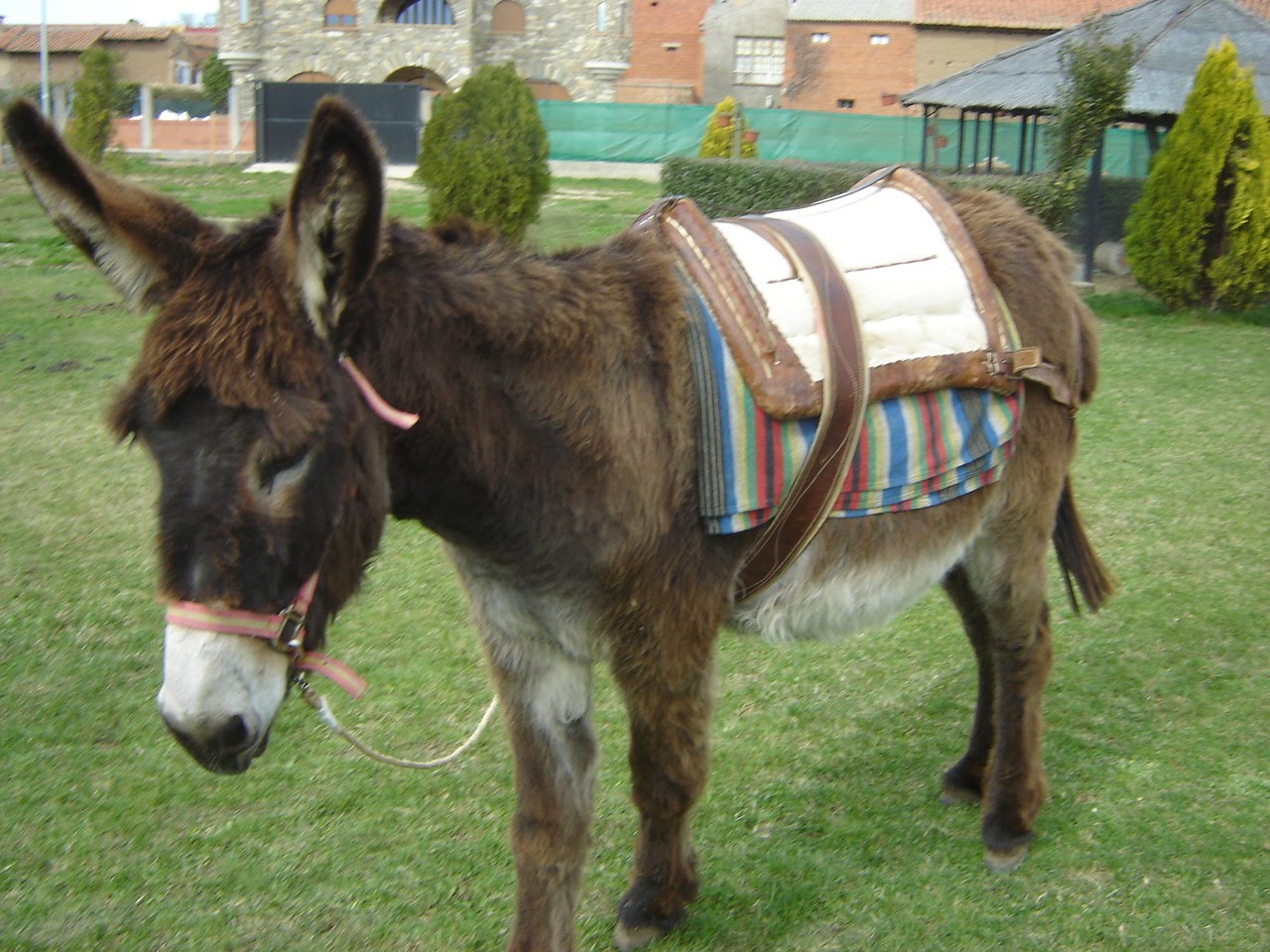 Mexican Animals on Pinterest | Mexican Hairless Dog, Donkeys and Chihuahuas