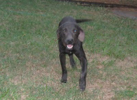 Westbrook Hunting with Dogs: Blue Lacy - Male pup for sale