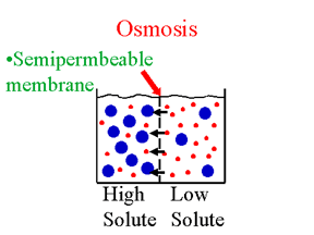 Biology help online: Osmosis