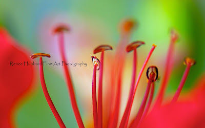 Extraordinary Light: Glorious Colour and Light