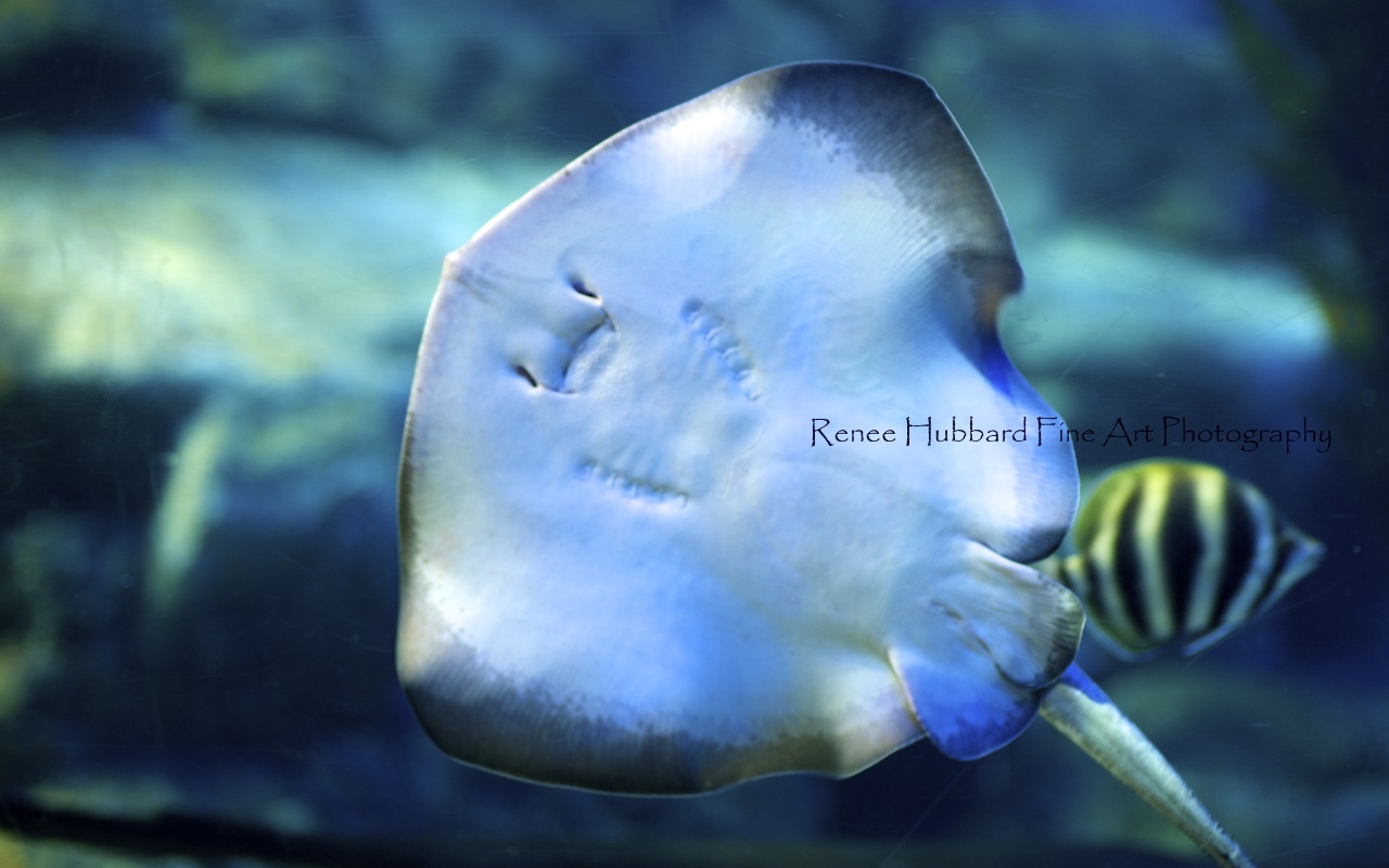 Extraordinary Light: Magnificent Moreton Bay