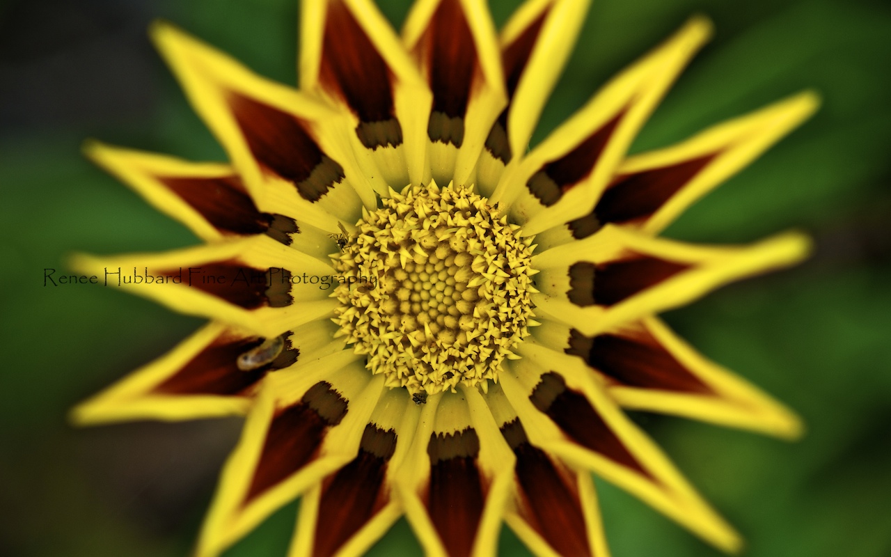 Extraordinary Light: Flowers ~ Nature’s Kaleidoscopes