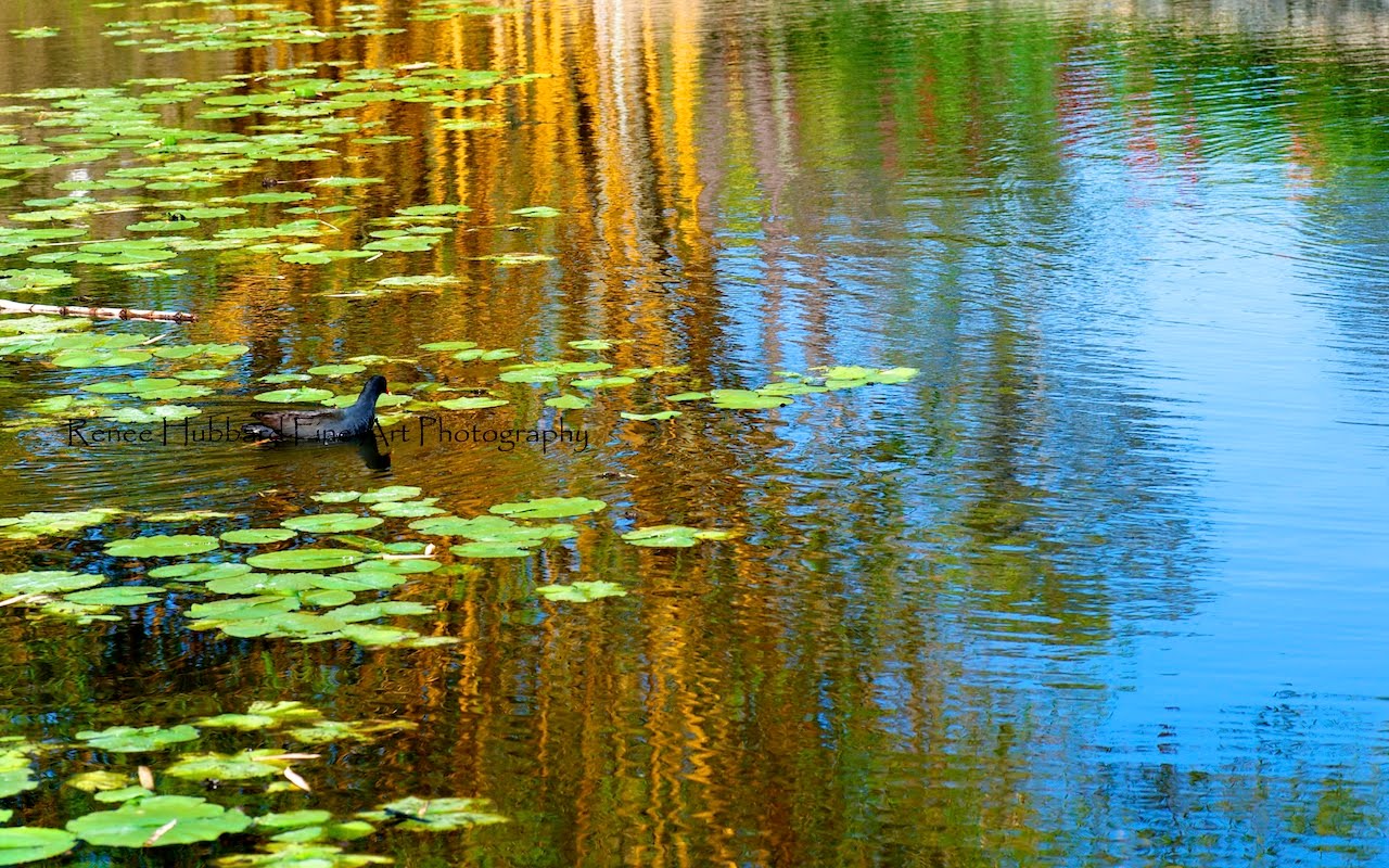 Extraordinary Light: In search of Monet