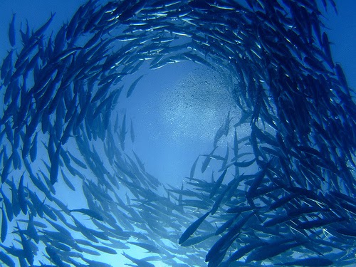 El Cofre del Chirri: Cardumen