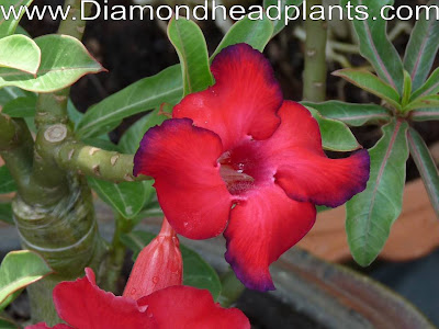 Adenium: Diamond Head Plants Adenium