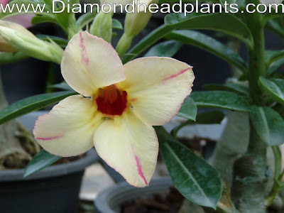 Adenium: Diamond Head Plants Adenium