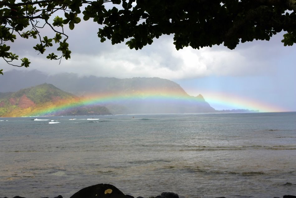 Morning Glories: Hawaiian rainbows!