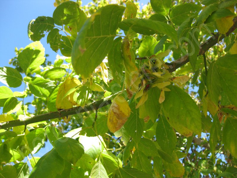 Perennial Plants, Bulbs & Seeds: Box Elder - Boxelder - Manitoba Maple ...