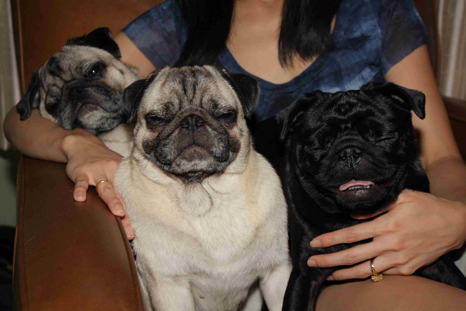 SashaCleo: Three pugs, three pugs, three pugs