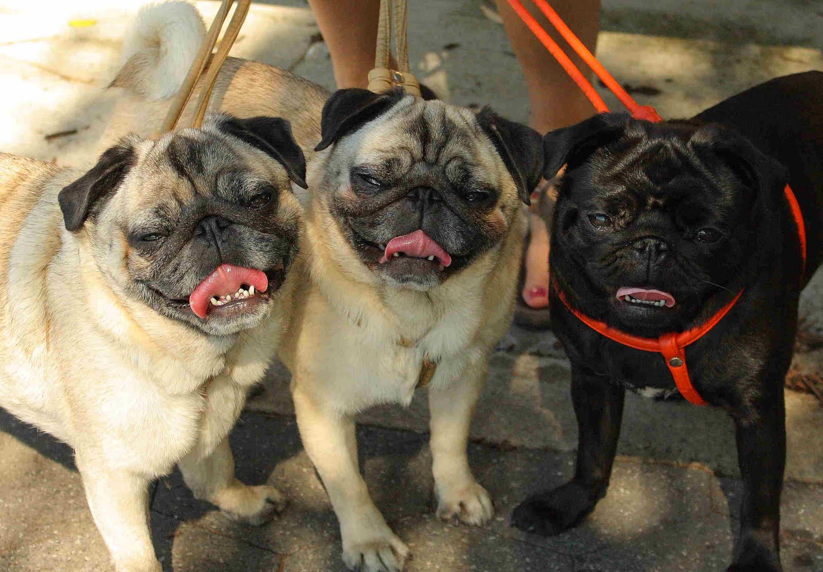 SashaCleo: Three pugs, three pugs, three pugs