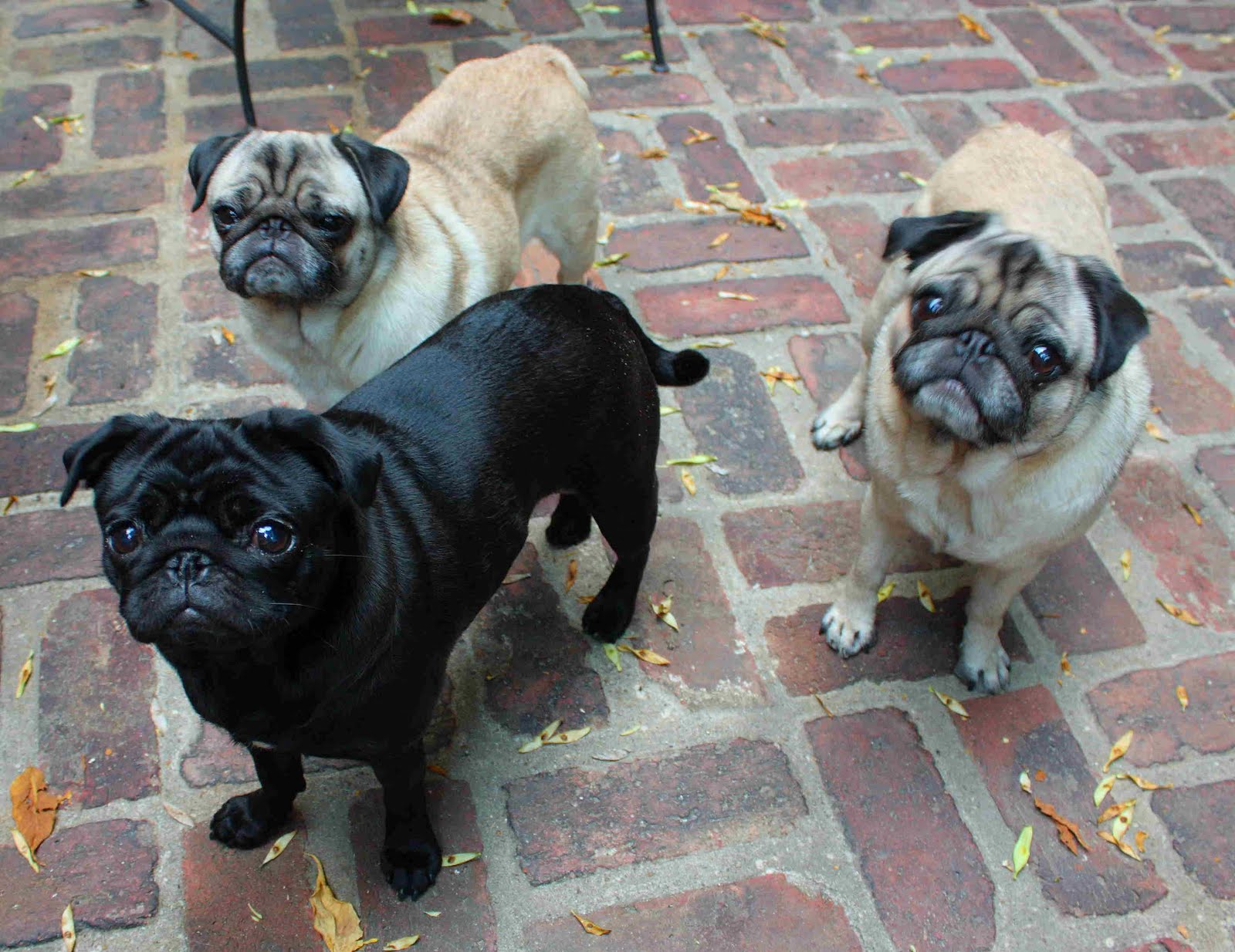 SashaCleo: Three pugs, three pugs, three pugs
