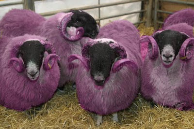 vida: Homer's Odyssey has PURPLE Sheep. =D