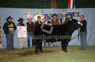 A Fresh Start: Denver Stock Show 2011- Simmental Bull Show Results