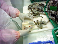 aquaculture.com: Proses Pembekuan Udang