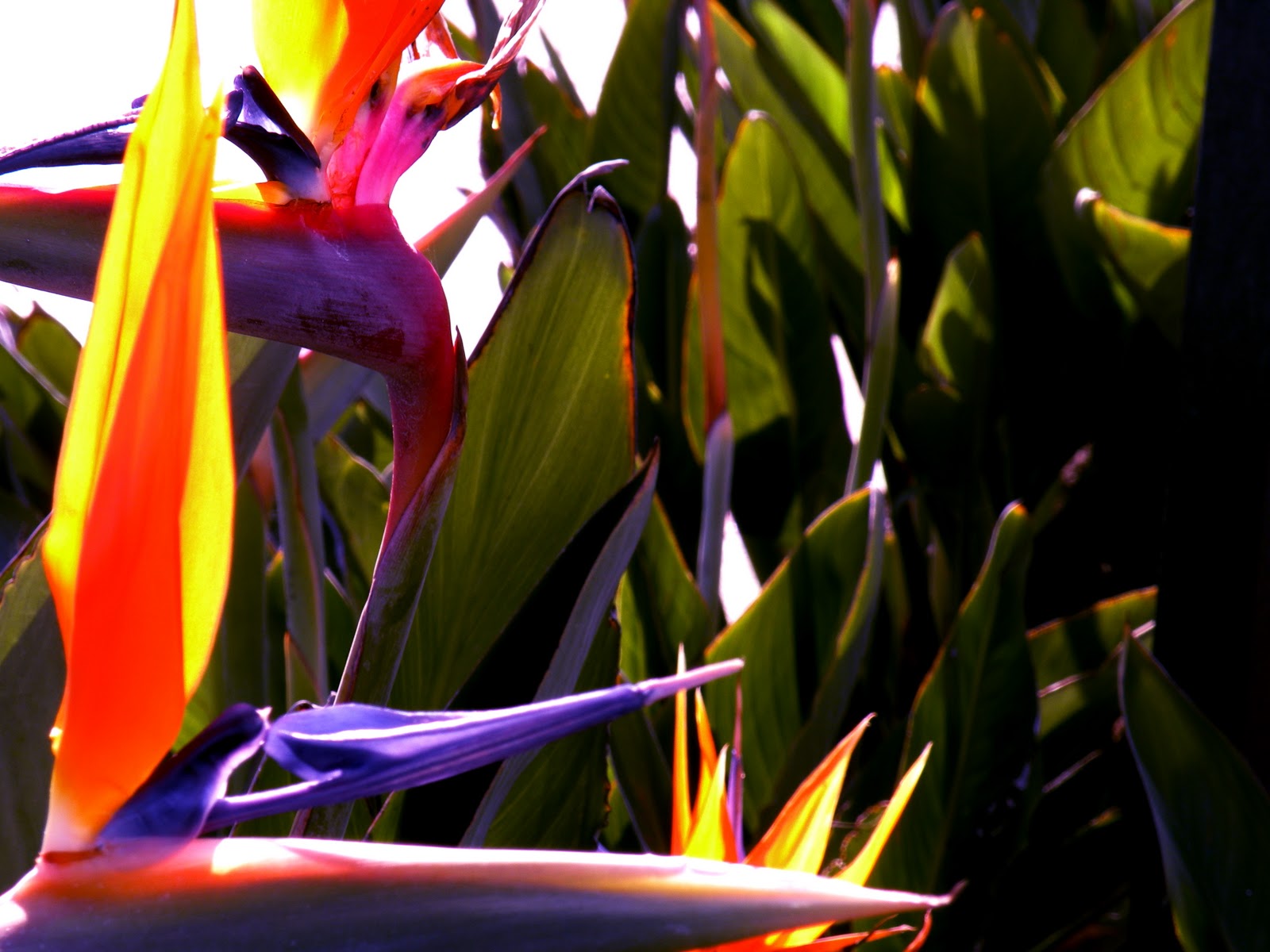 FOTOGENIA MUNDANA, PERCEPCIONES Y PLACERES DEL DÍA A DÍA: florauna