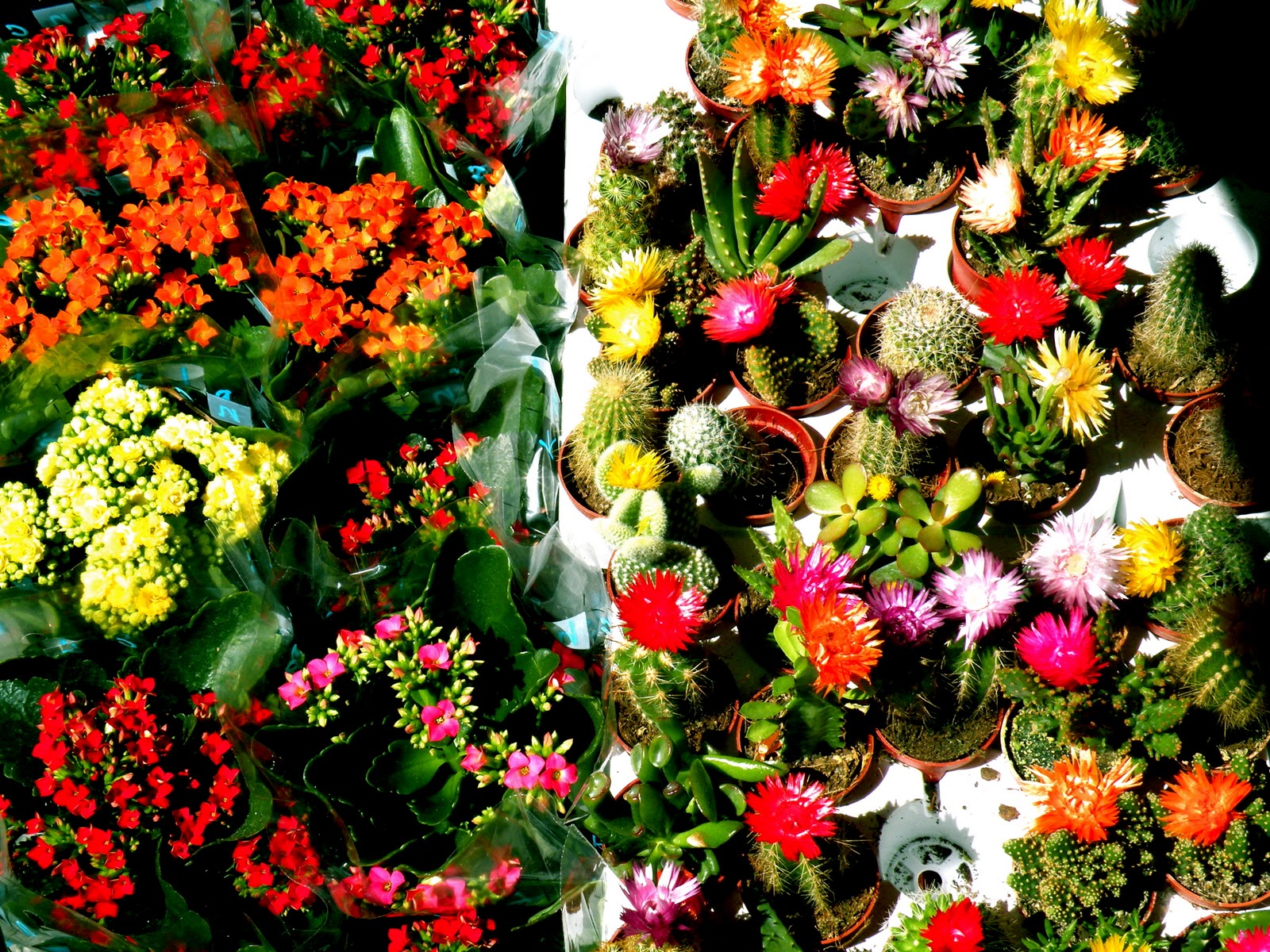 FOTOGENIA MUNDANA, PERCEPCIONES Y PLACERES DEL DÍA A DÍA: florauna