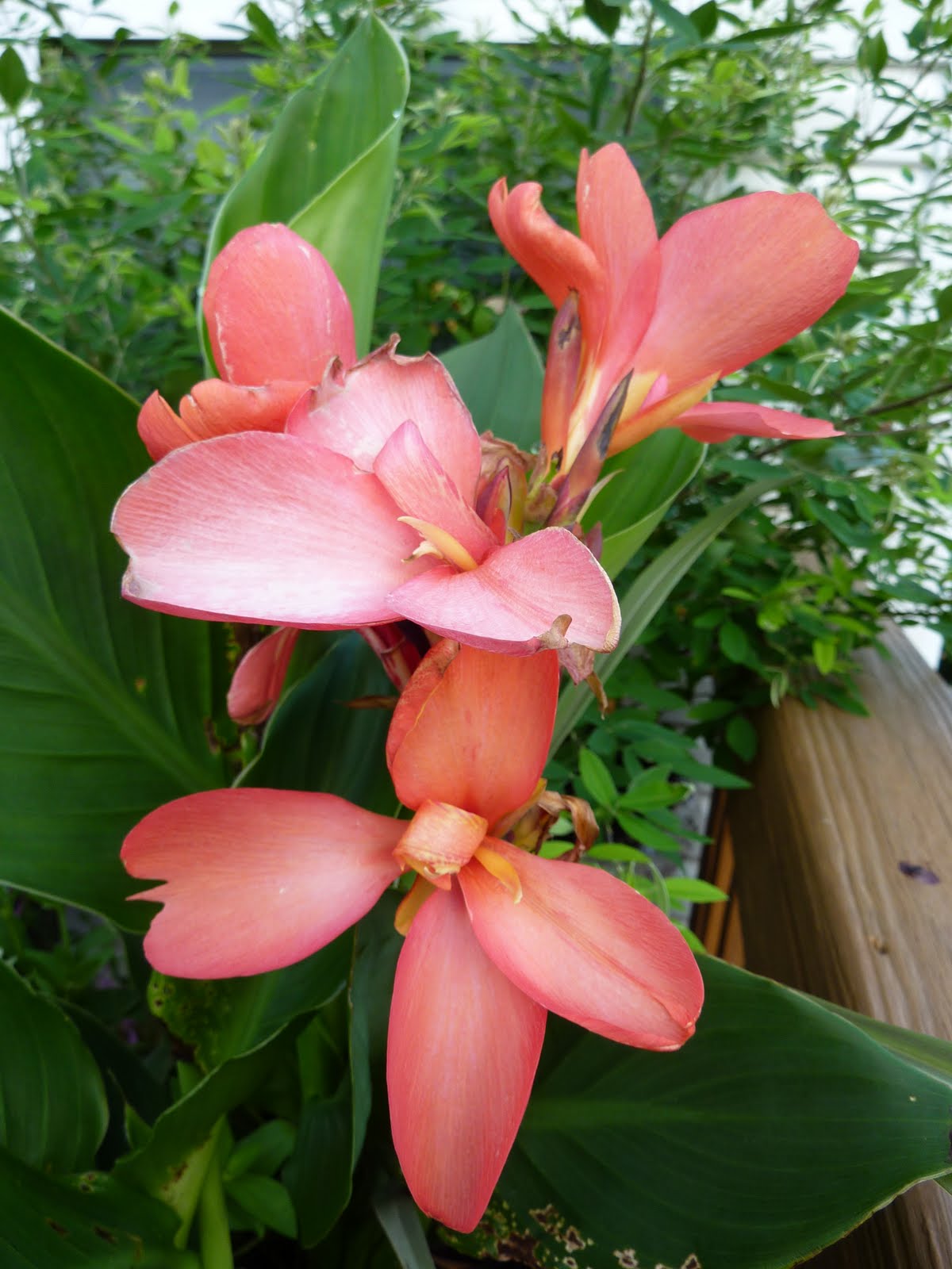 Flat Bottom Flowers: A Perfect Fit