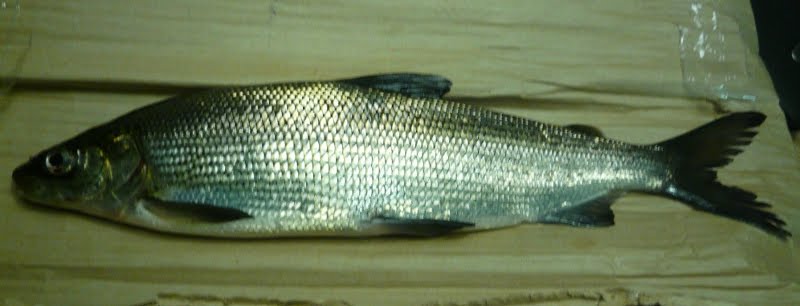 Jockeyn kalakuviot: marraskuuta 2009