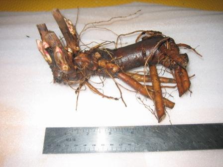 PEONIES, PEONIES, PEONIES