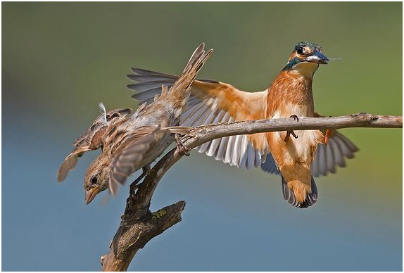 30 Amazing Examples Of Bird Photography | Web Design Fact