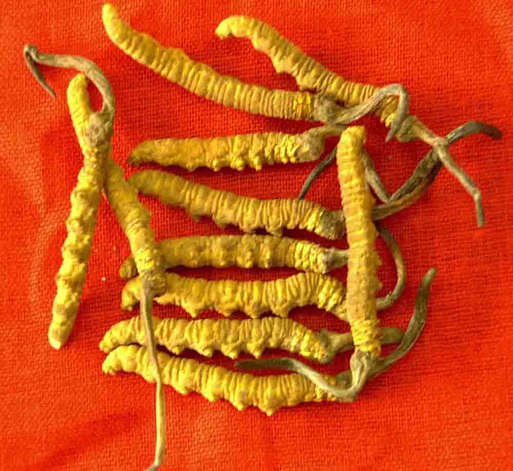 YARSA GUMBA :The most precious herbs