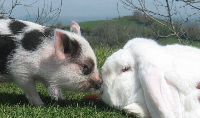 Funny Pictures: Little Pig And Rabbit