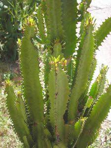NATURALEZA , CIENCIA , SITIOS ......DE TODO UN POCO.: CACTUS CANDELABRO