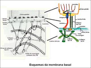 Membrana Celular: Membrana Plasmática