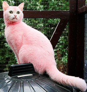 Beautiful is Happy: Mendera Kucing Menjadi Warna Pink