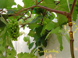 Floras Lovers ... All About Gardening: My IAC Grape Bark Girdling