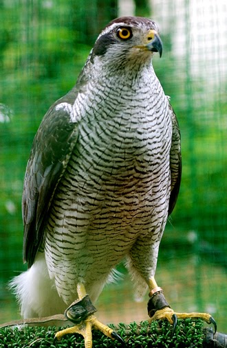 WKD (03) ..... SAIJIKI of all categories: Hawk (taka)