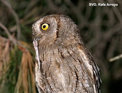 Aves en Requena Utiel: CRÓNICA DE UNA FAMILIA DE AUTILLOS II