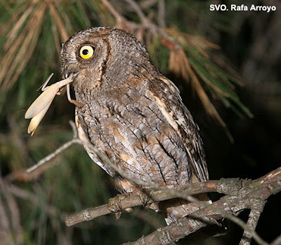 Aves en Requena Utiel: CRÓNICA DE UNA FAMILIA DE AUTILLOS II