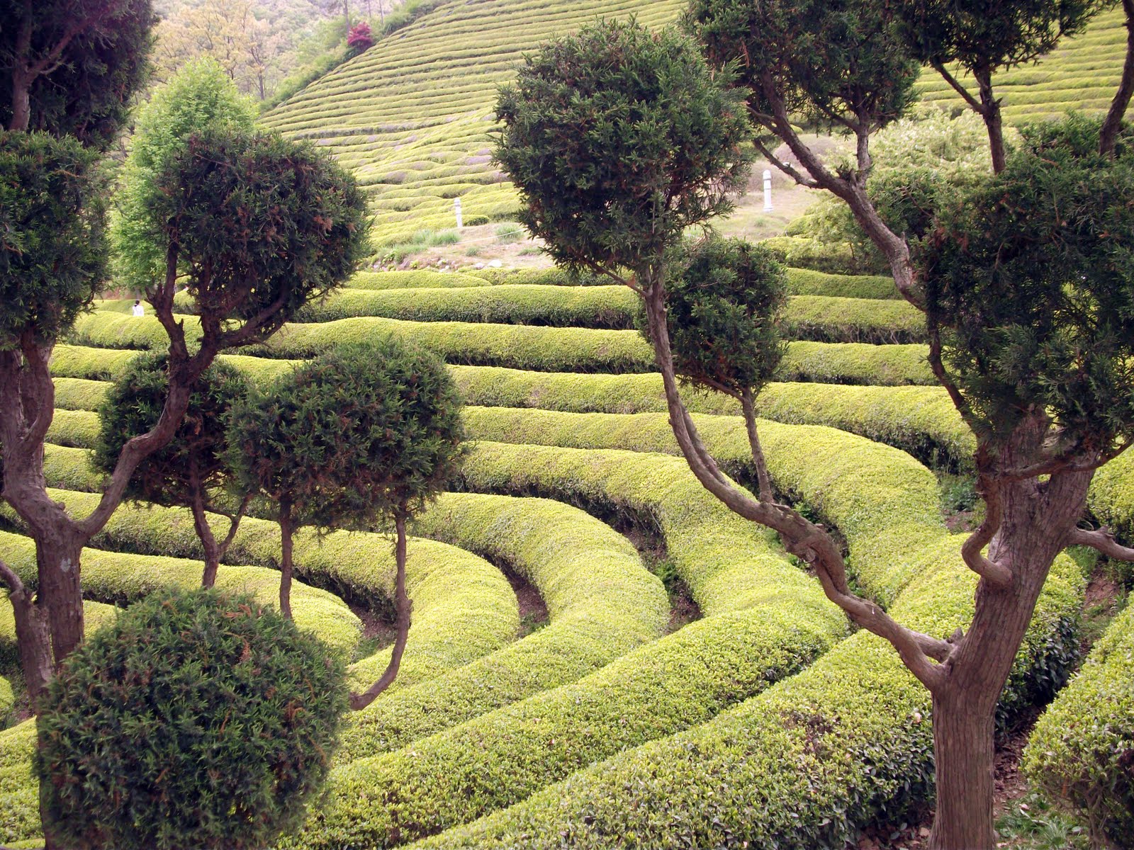 forever in electric dreams: Boseong Green Tea Fields