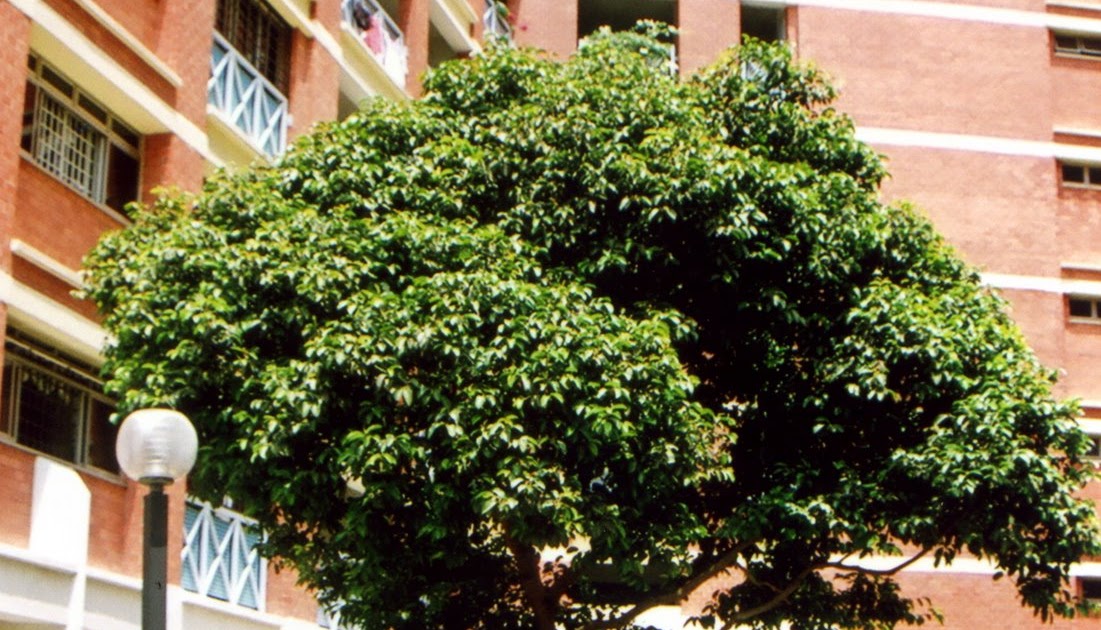 Names of Plants - Tamil: The Mimusops elengi - மகிழ மரம்