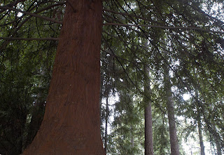 Seattle's Biggest Trees: Seattle's Biggest Trees