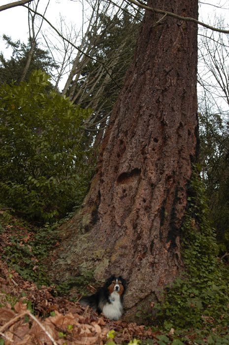 Seattle's Biggest Trees: Forget you're in a city at Schmitz Preserve ...