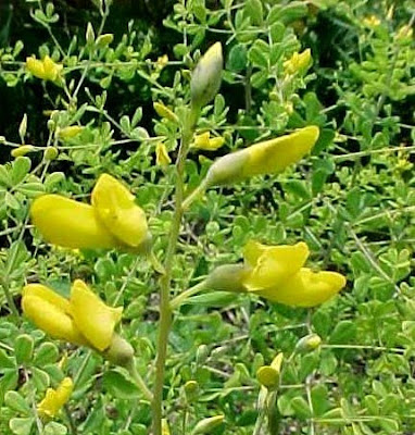 Wild indigo root / Baptisia tinctoria | Herbs herbal remedies