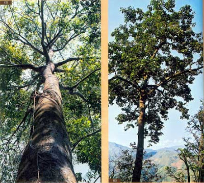 FLOWERING TREES: Upas Tree / Antiaris toxicaria