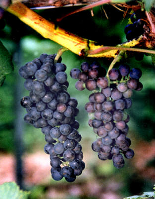 Petit Verdot | Wine Grape Types