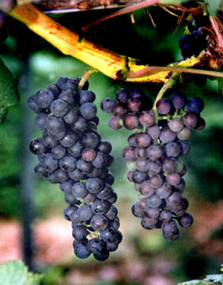 Petit Verdot | Wine Grape Types