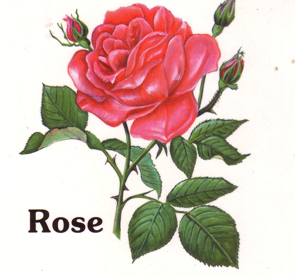 69+ Lukis Bunga Mawar Simple, Gambar Lukisan