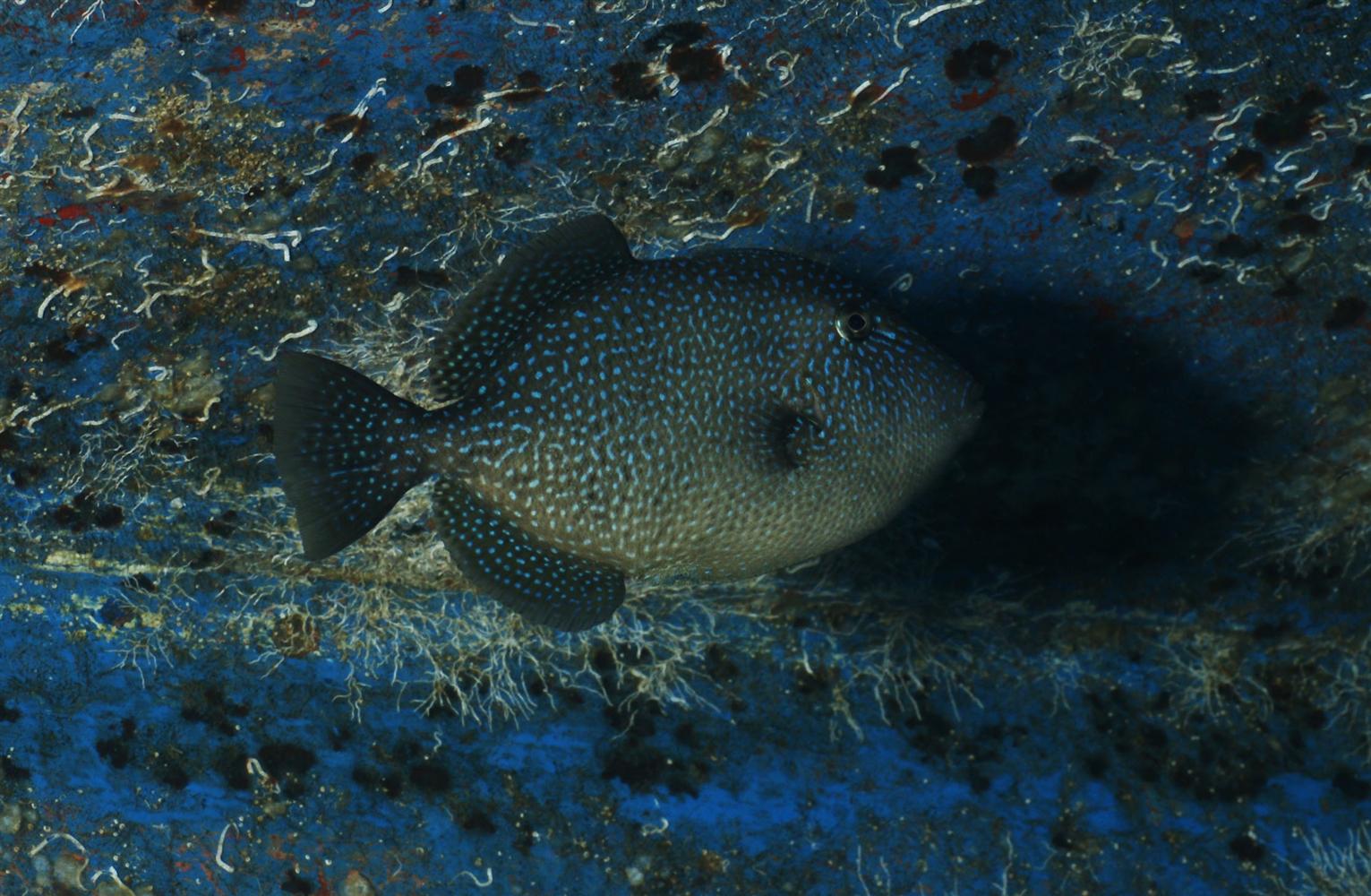 Eastern Mediterranean Inhabitants: Triggerfish journeys