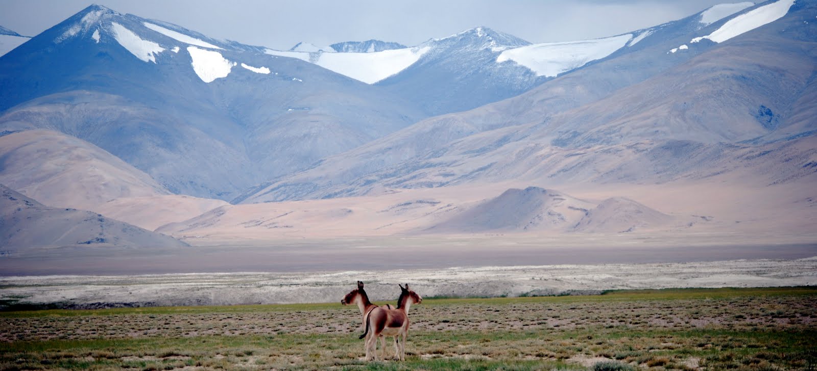 Creatures of Ladakh - The Kiangs - Lakshmi Sharath