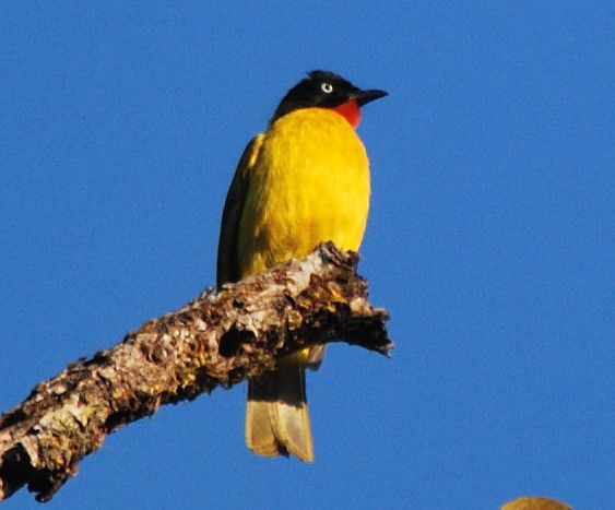 Birding in Goa - Meet the state bird of Goa ~ Travel In Home