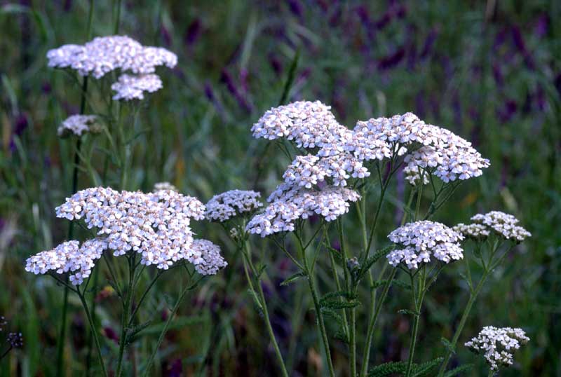 Ralph Edge: Achillea millefolium.....Yarrow