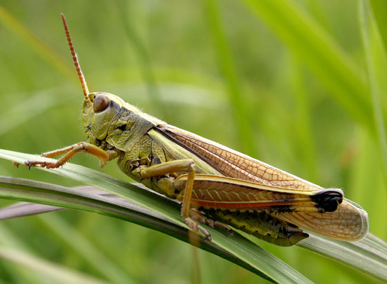 Tones Univers: Jeg elsker lyden av gresshopper :-)
