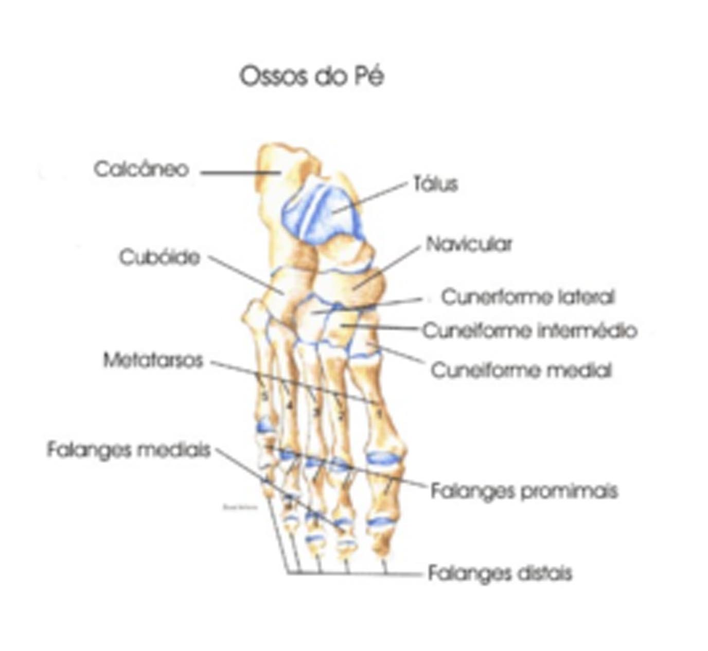 Criei o meu Sapato: ANATOMIA DO PÉ