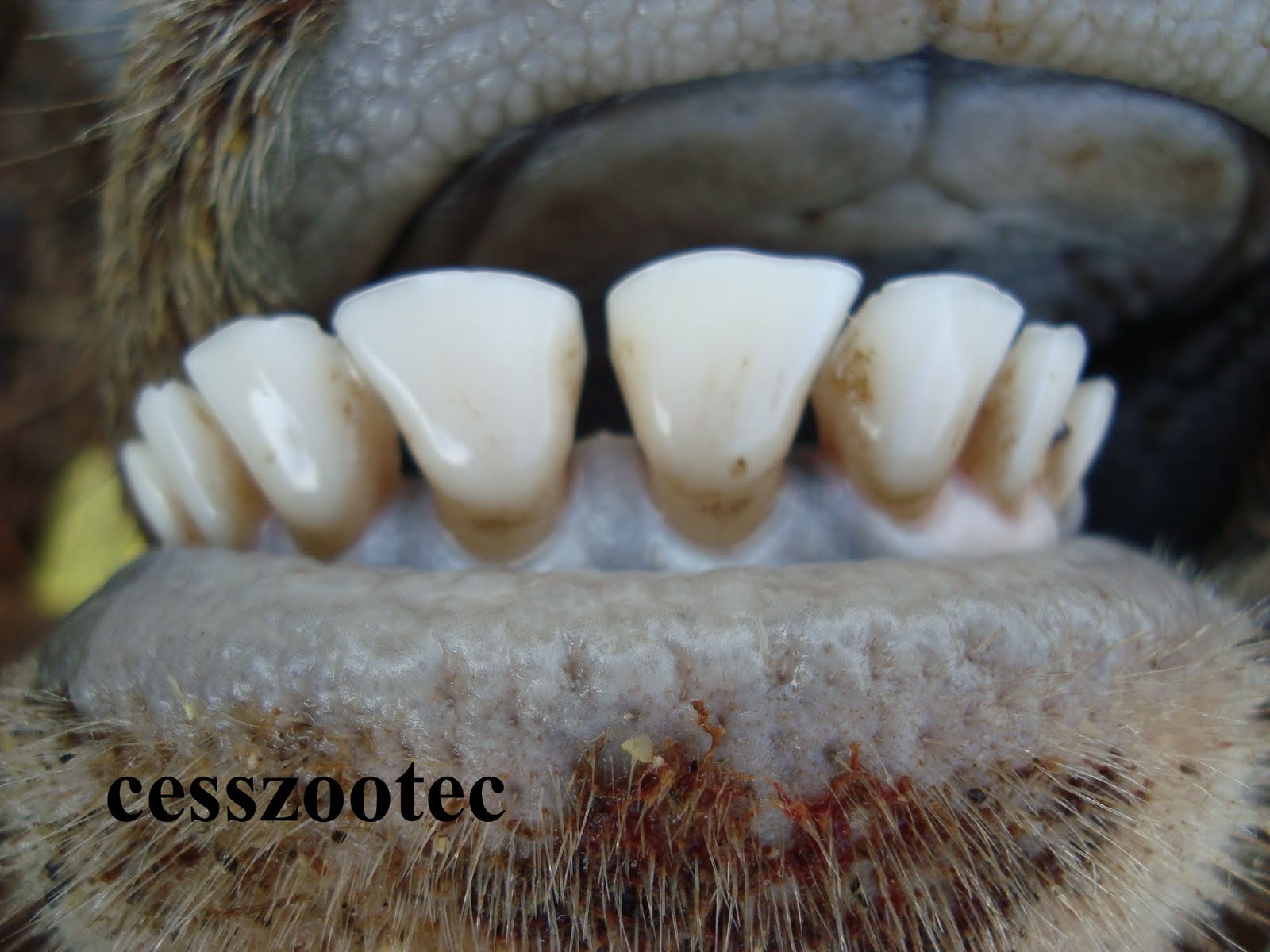 Zootecnia UFSC: Dentição Bovina 9 meses